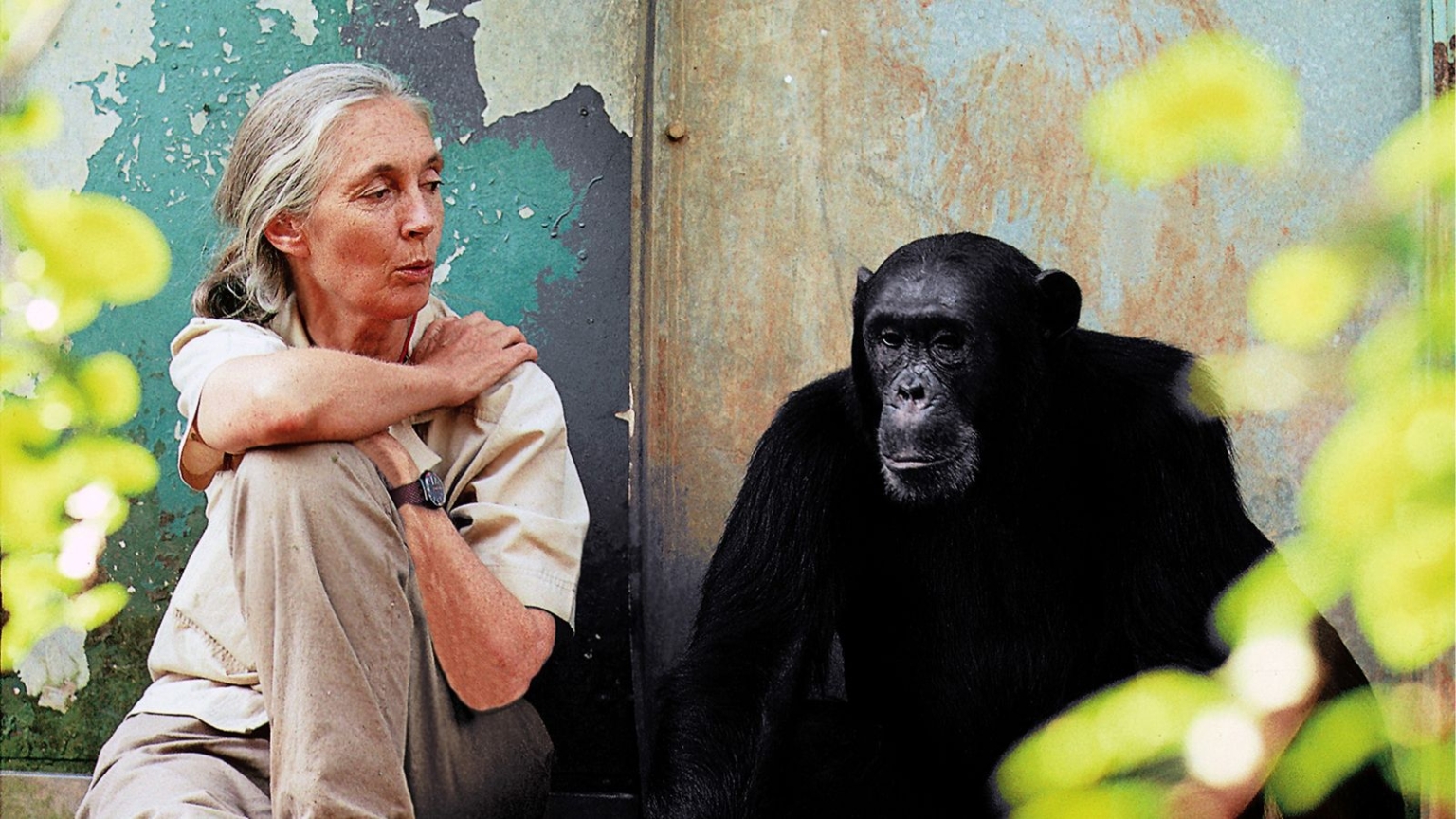 We mourn the passing of Jane Goodall - World Future Council